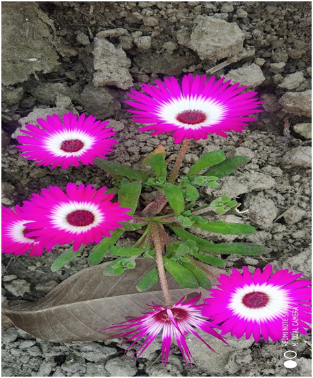 GKSM Government College Tanda Urmar - Botany